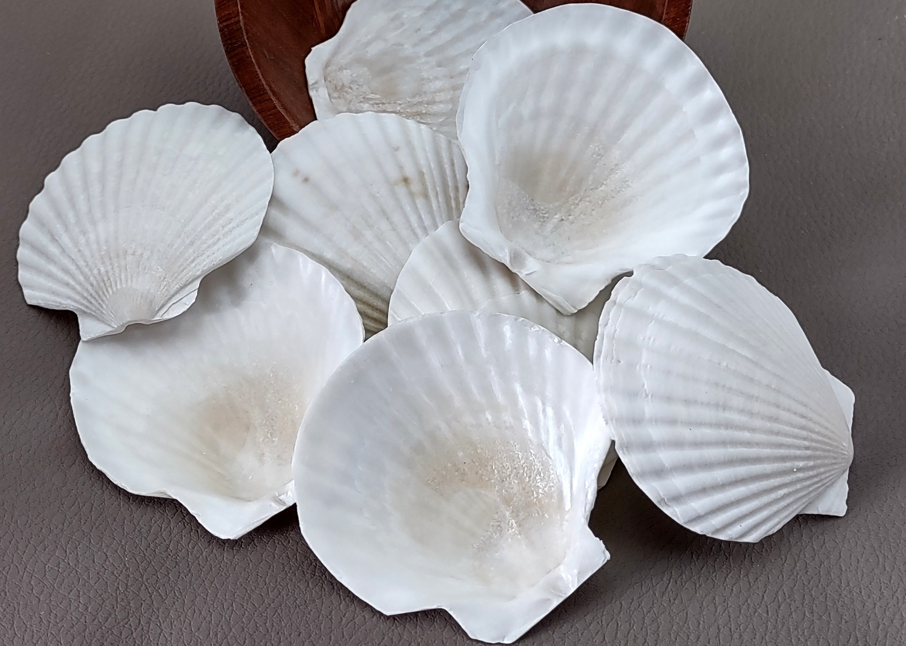 scallop seashells for sale - seashellsupply.com