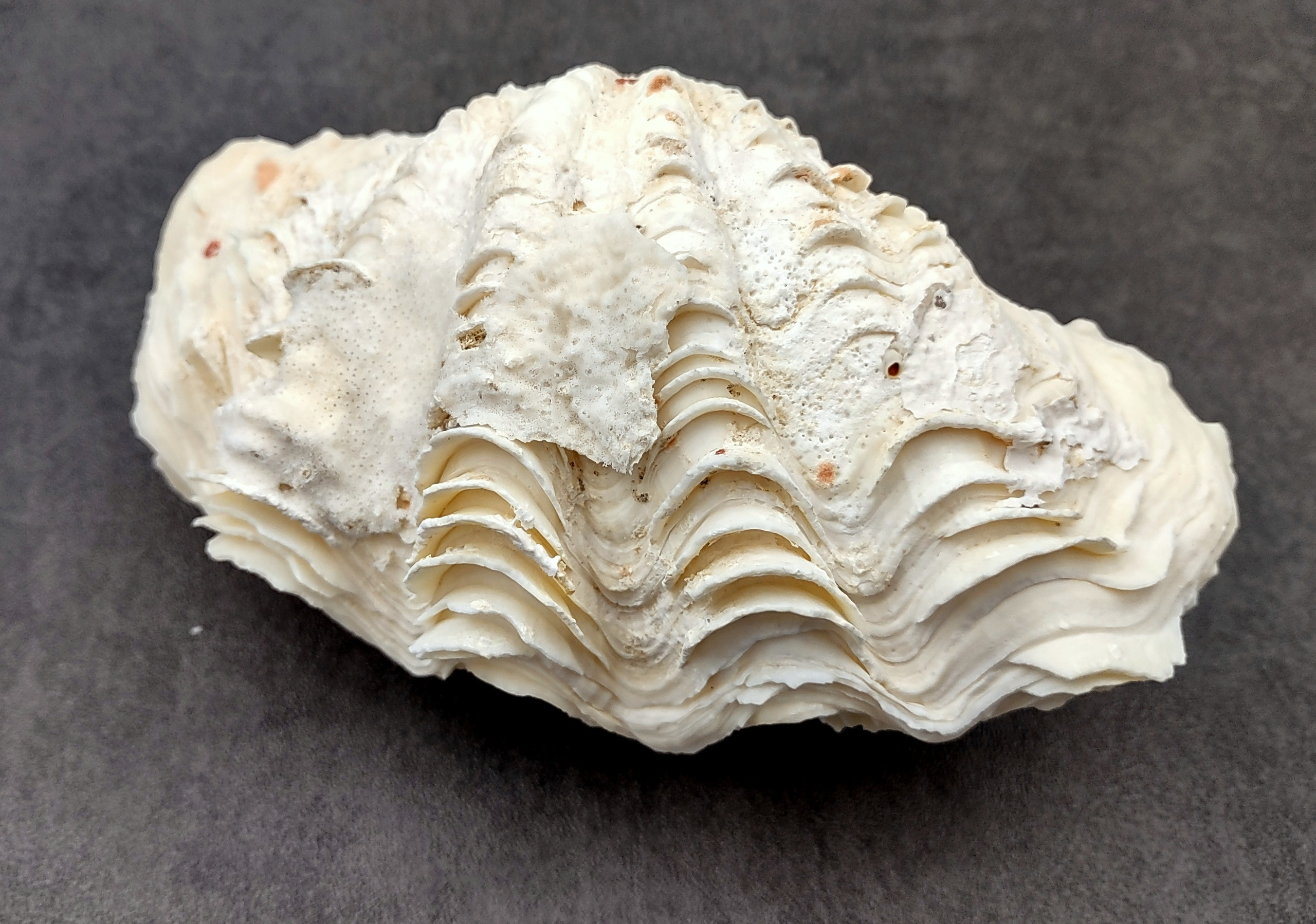 clam shells for sale - seashellsupply.com