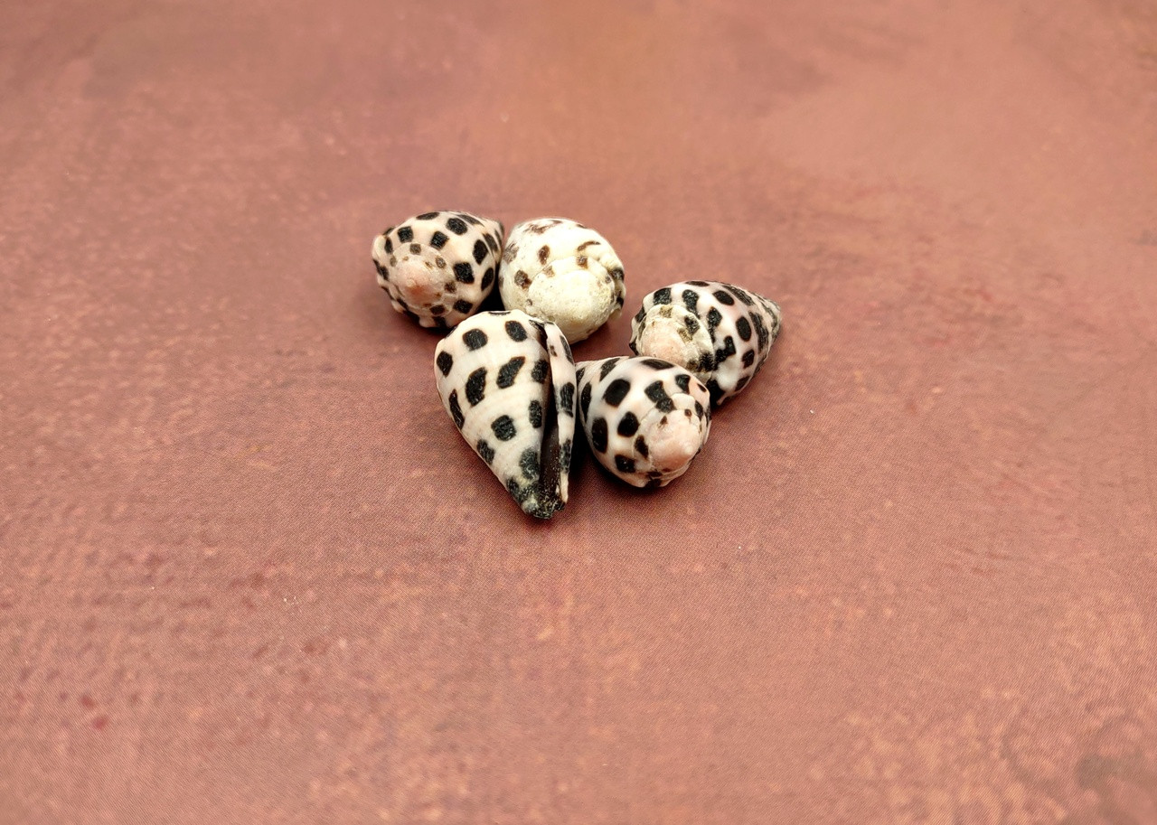 Extra Small Hebrew Cone Seashells Conus Ebraeus (5 shells approx. 0.25 ...