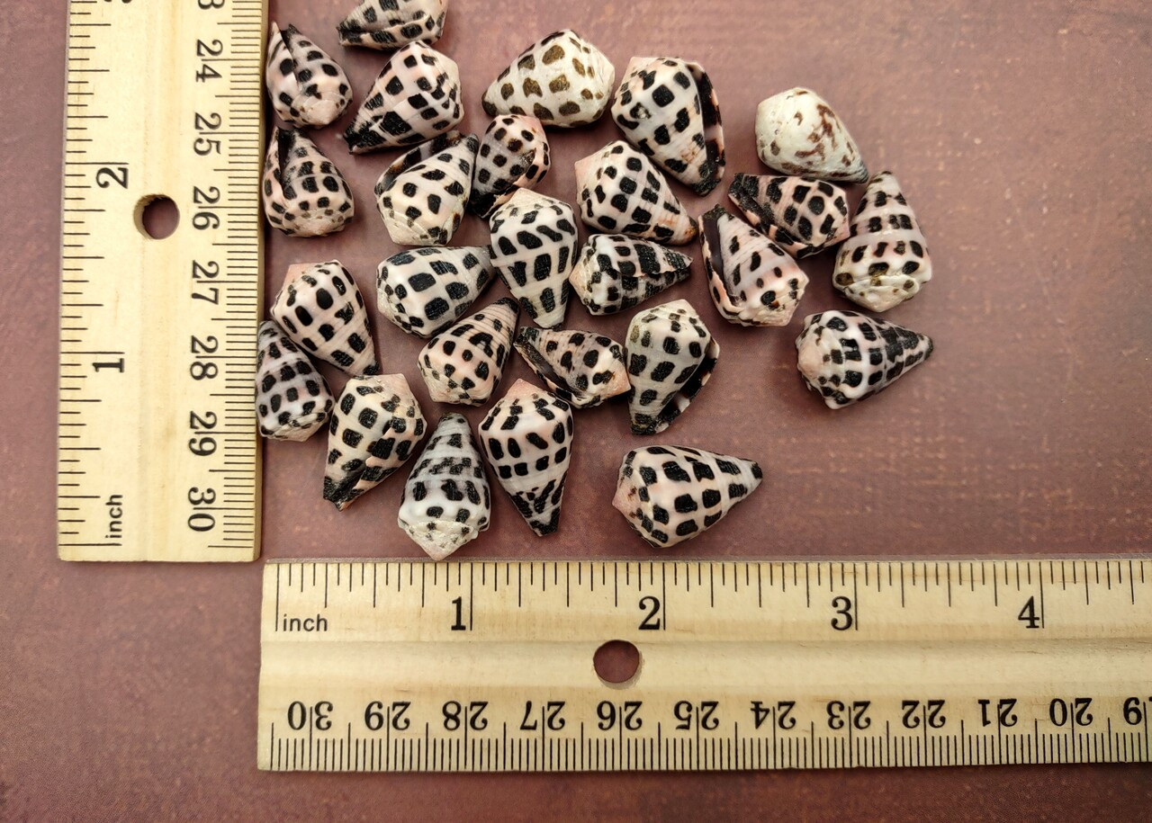 Extra Small Hebrew Cone Seashells Conus Ebraeus (5 shells approx. 0.25 ...