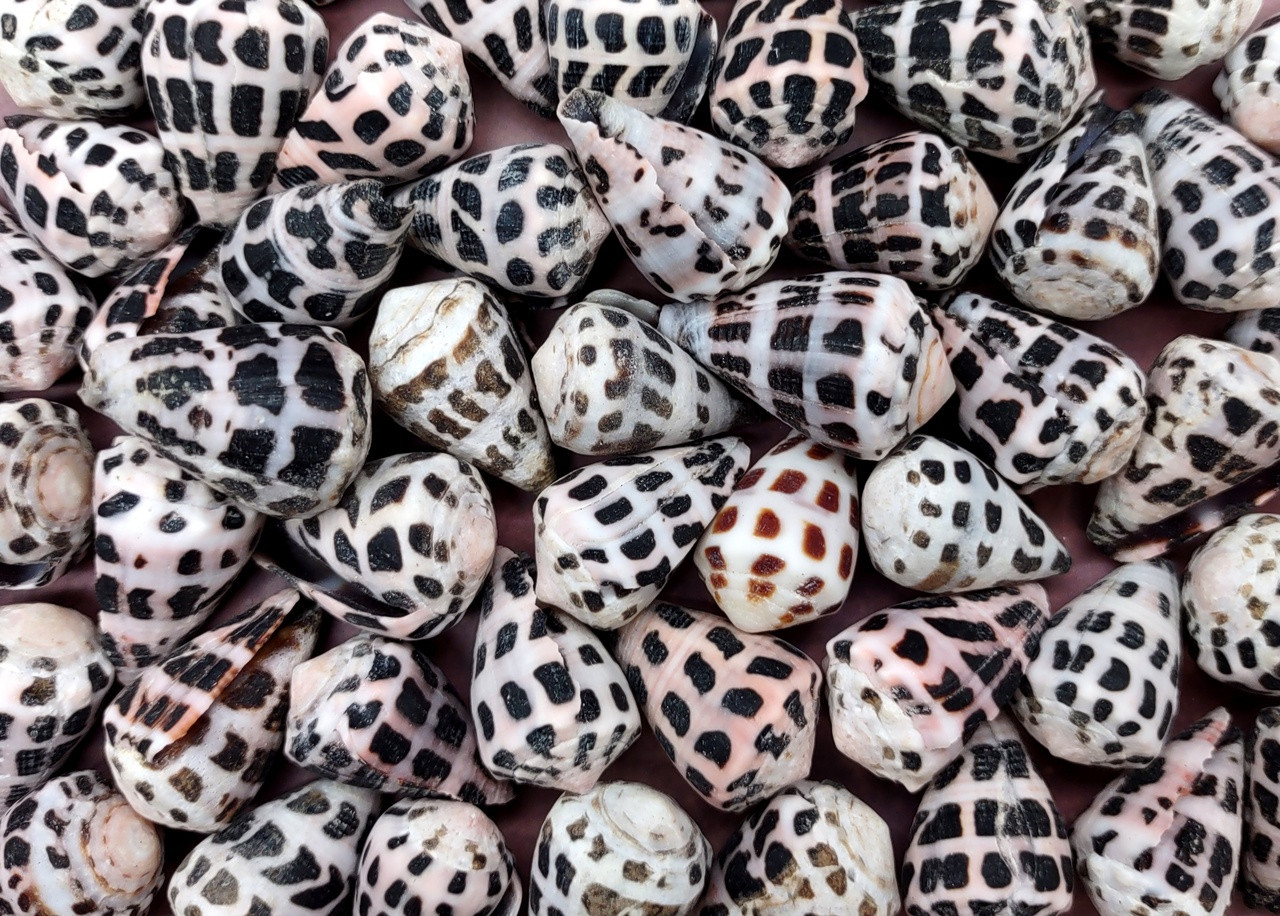 Extra Small Hebrew Cone Seashells Conus Ebraeus (5 shells approx. 0.25 ...