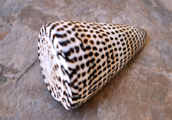 cone seashells - seashellsupply.com