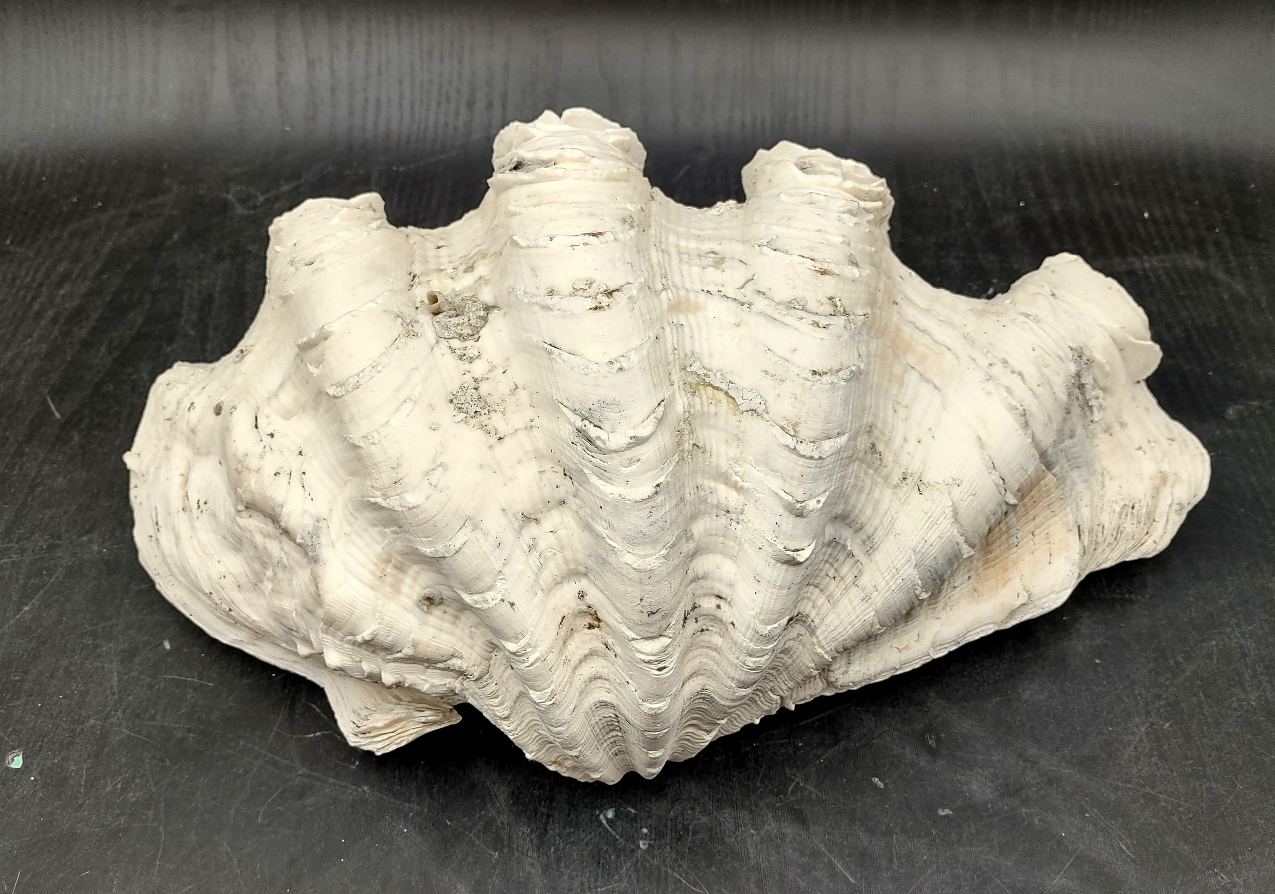 clam shells for sale - seashellsupply.com