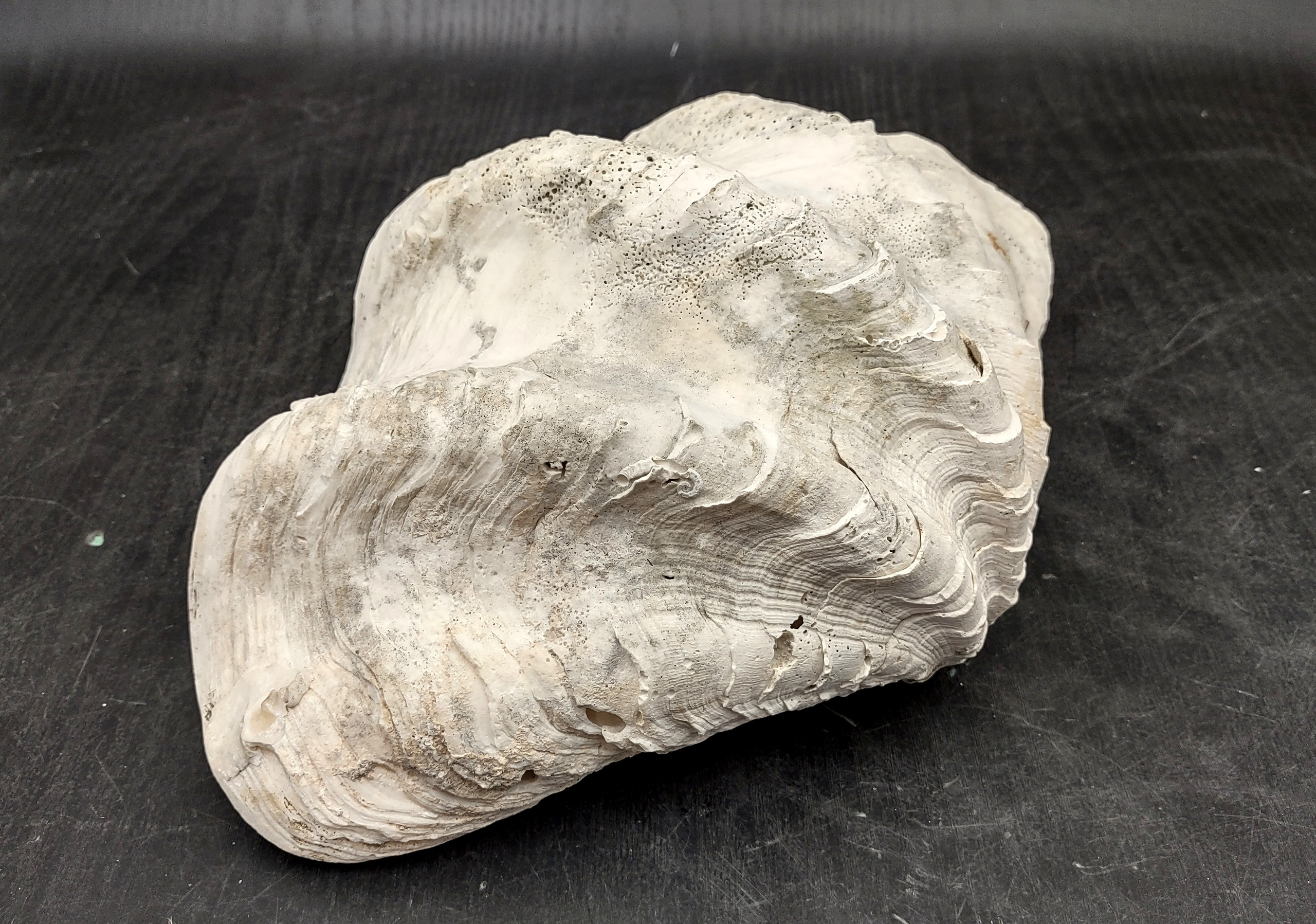 clam shells for sale - seashellsupply.com