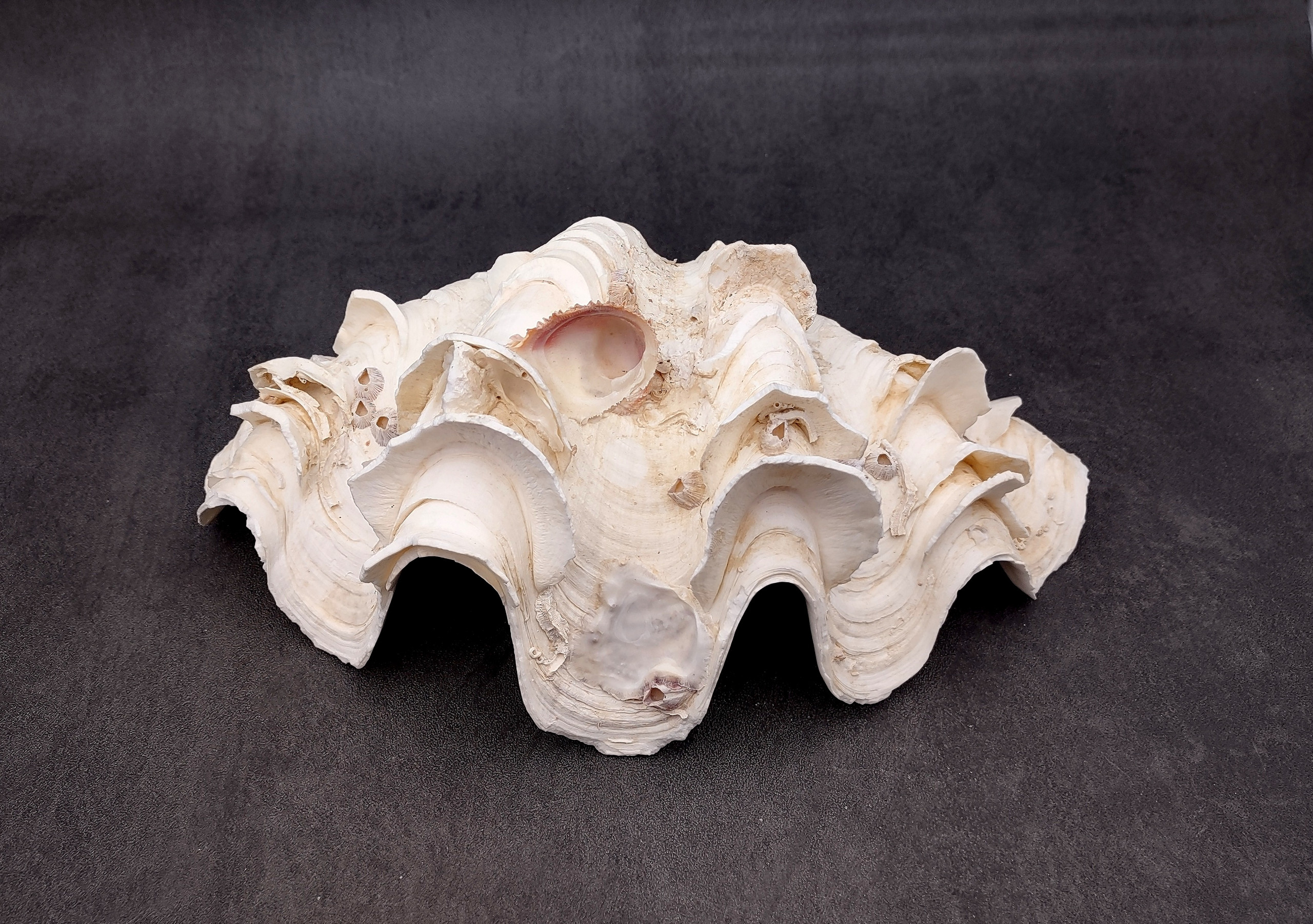 clam shells for sale - seashellsupply.com