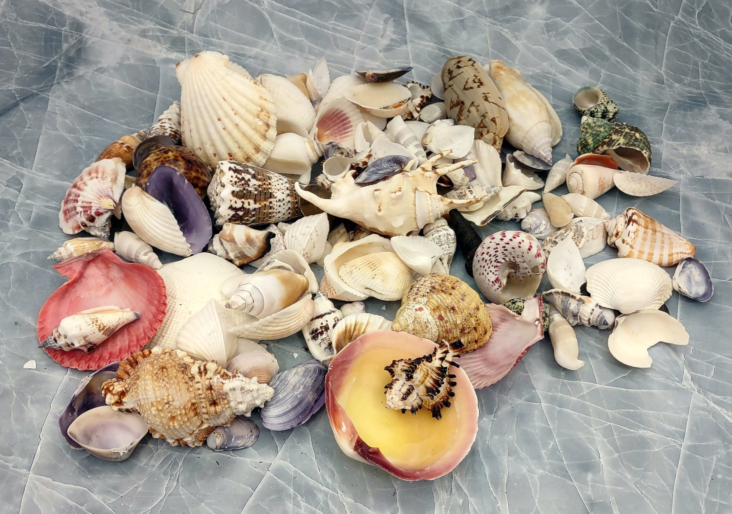 How to Start Your Own Seashell Collection: A Beginner's Guide - Sea ...