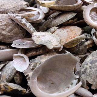 Beautiful Abalone Sea Shells For Sale - SeaShellSupply.com