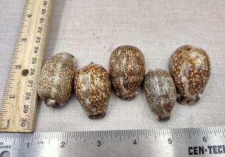 Arabic Cowrie Seashells Cypraea Arabica (5 shells approx. 1.5+ inches ...
