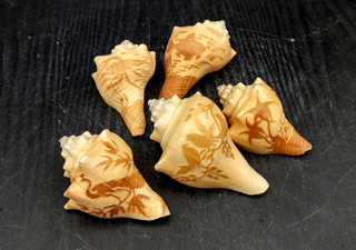 Seashells, Coral, Beach Glass & More in a Wide Variety of Colors ...