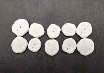Delicate Sand Dollars - seashellsupply.com
