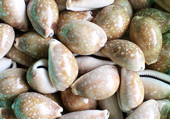 White Moon Shells (5 pcs.) - Amusium Pleuronectes - Seashell Supply