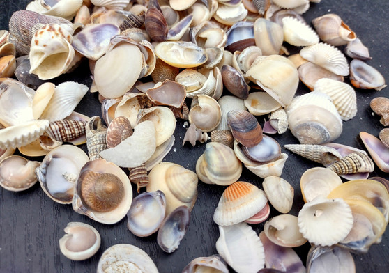 Extra Small Seashell Assorted Ocean Mix (approx. 1 cup 65+ shells 0.50 ...