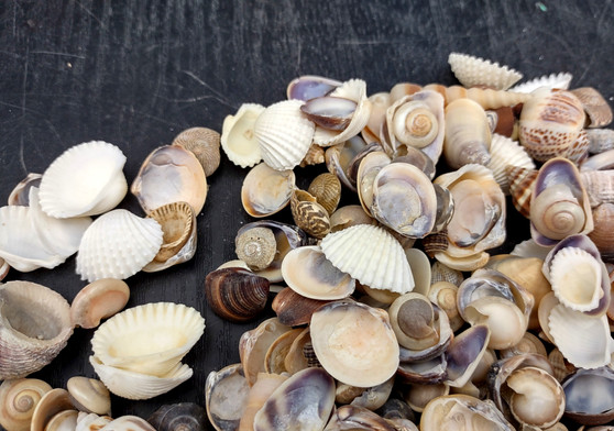 Extra Small Seashell Assorted Ocean Mix (approx. 1 cup 65+ shells 0.50 ...