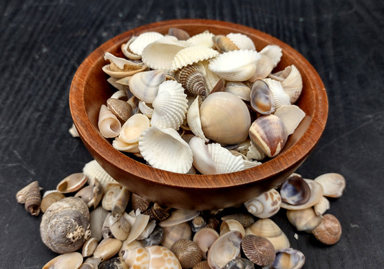Extra Small Seashell Assorted Ocean Mix (approx. 1 cup 65+ shells 0.50 ...
