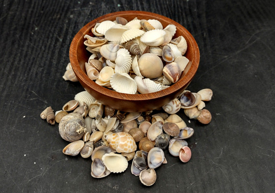 Extra Small Seashell Assorted Ocean Mix (approx. 1 cup 65+ shells 0.50 ...