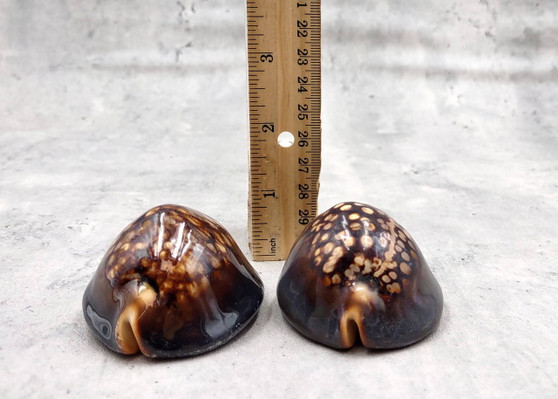 Humpback Cowrie Seashell Dark Brown Cypraea Mauritiana (1 shell approx ...