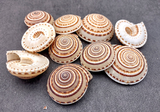 Perspective Sundial Seashells Architectonica Perspectiva (10 shells ...