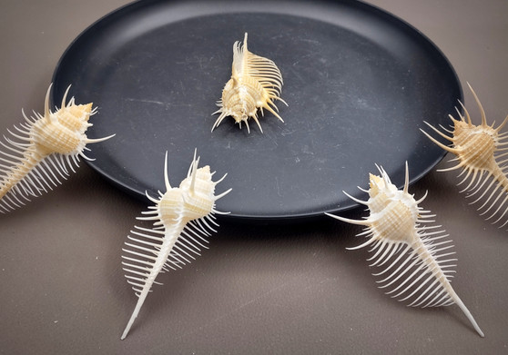 Venus Comb Murex Seashell Murex Pecten (1 shell approx. 3.5+ inches ...