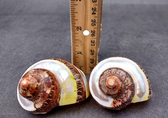 Banded Tapestry Turbo Seashells Turbo Petholatus (2 shells approx. 2 ...