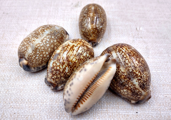 Arabic Cowrie Seashells Cypraea Arabica (5 shells approx. 1.5+ inches ...