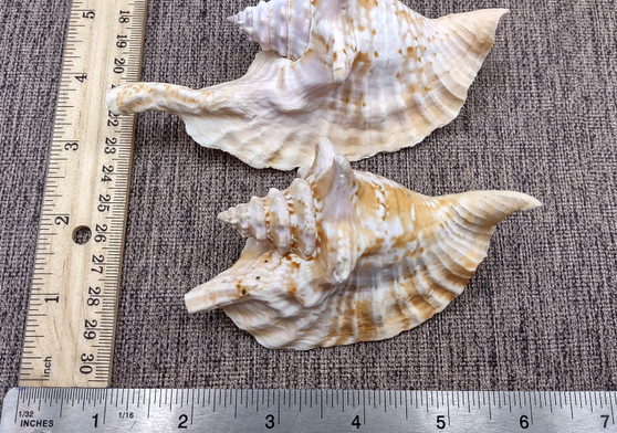 Rooster Conch Seashell Strombus Gallus (1 shell approx. 4+ inches) Conch shell great for coastal ...