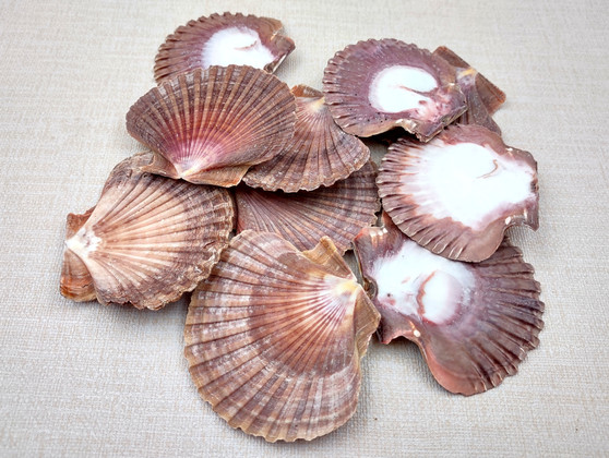 Mexican Flat Scallop Seashells Red Brown Pecten Vogdesi (10 shells ...