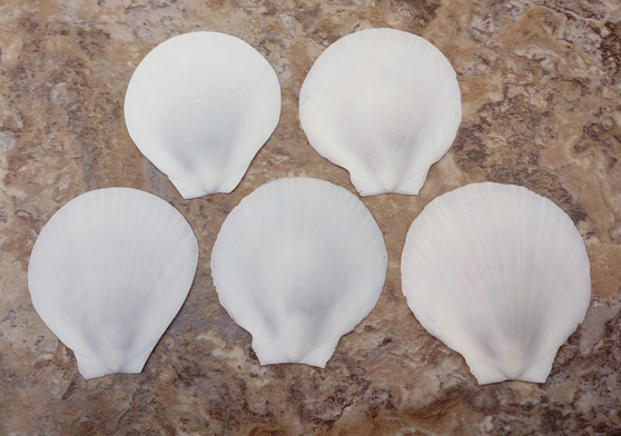 White Moon Seashells Amusium Pleuronectes (5 shells approx. 2+ inches ...