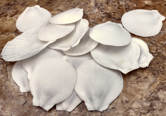 White Moon Seashells Amusium Pleuronectes (5 shells approx. 2+ inches ...