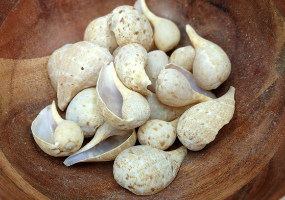 Fig Seashells Ficus Gracilis (10 shells 1+ inches) Neat shells for any ...