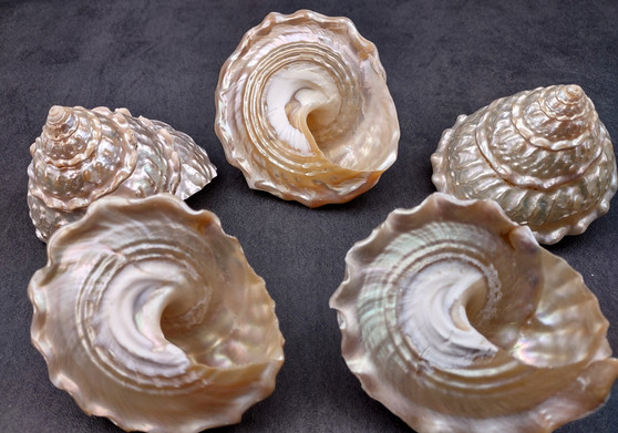 Pearlized Wavy Turban Seashell Astraea Turbanicum (1 shell approx. 4 ...