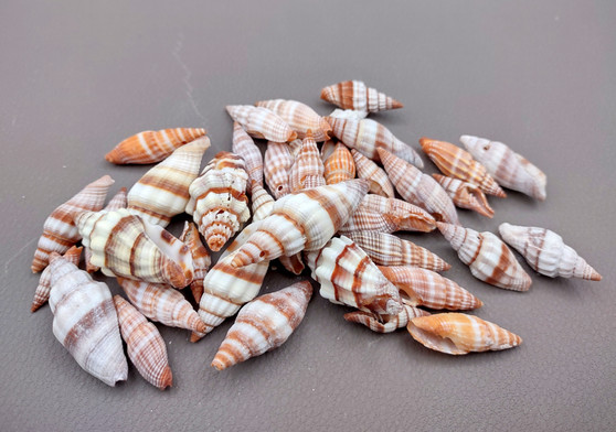 Assorted Miter Seashells White Striped (approx. 20+ shells 1+ inches ...