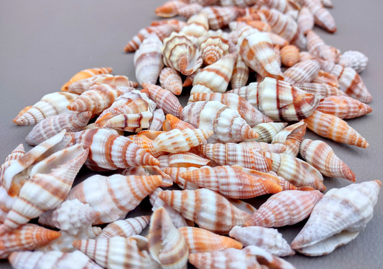 Assorted Miter Seashell Mix Orange Brown Striped (approx. third cup ...