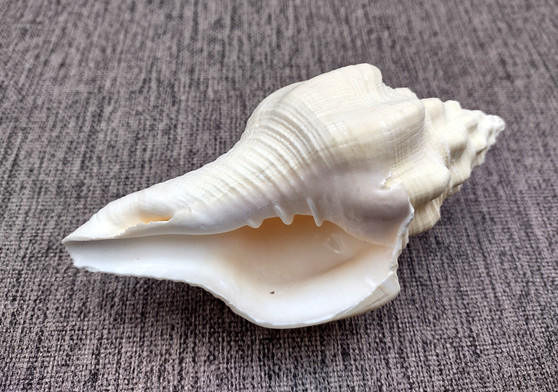 Lamp Shell Chank Seashell Turbinella Angulata (1 shell 5+ inches ...