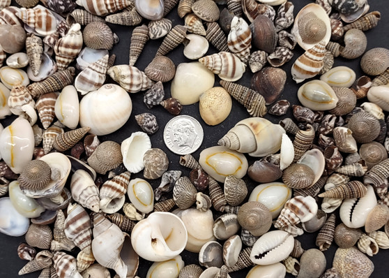 Extra Small Seashell Assorted Ocean Mix (approx. 1 kilogram 0.50 ...