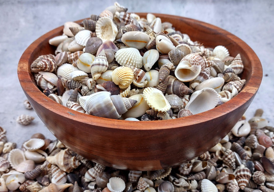 Extra Small Seashell Assorted Ocean Mix (approx. 1 kilogram 0.50 ...