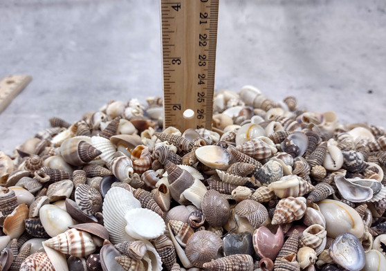 Extra Small Seashell Assorted Ocean Mix (approx. 1 kilogram 0.50 ...