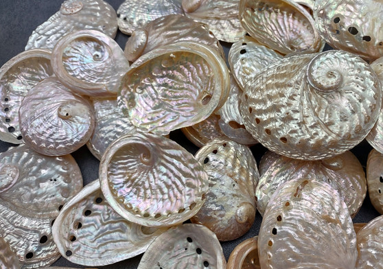 Pearled Oval Abalone Seashells Haliotis Ovina (3 shells approx. 2.25-2. ...