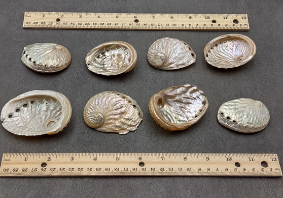 Pearled Oval Abalone Seashells Haliotis Ovina (3 shells approx. 2.25-2. ...