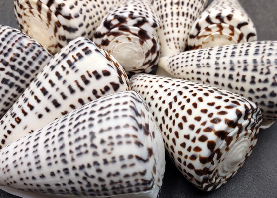 Leopard Cone Seashell Conus Leopardus (1 shell approx. 3+ inches) Cone ...