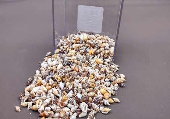 Dove Seashells Euplica Festiva (approx. half cup 230+ shells approx. 0. ...