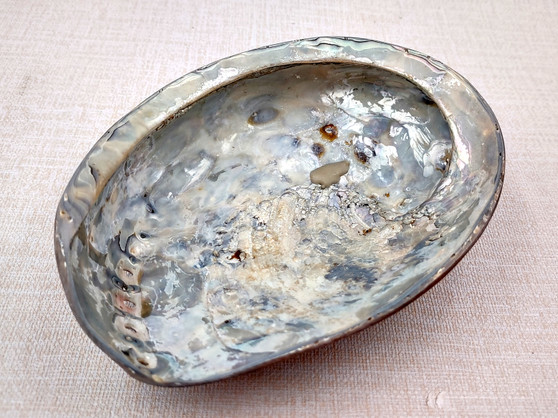 Polished Copper Midas Abalone Seashells Haliotis Midae (1 shell approx ...