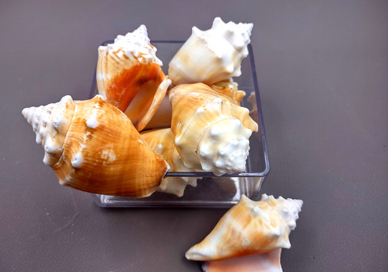 Florida Fighting Conch Seashell Strombus Pugilus (2 shells approx. 2 ...