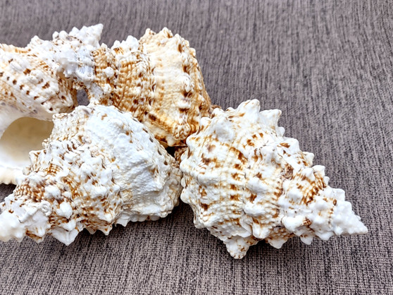 Giant Frog Seashell Bursa Bubo (1 shell approx. 5+ inches) Special ...