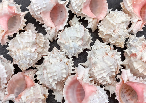 Pink Murex Seashells Murex Erythrostomus (2 shells approx. 3+ inches ...