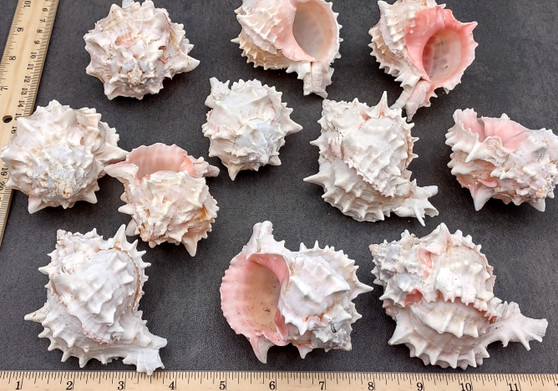 Pink Murex Seashells Murex Erythrostomus (2 shells approx. 3+ inches) White pink seashell for ...