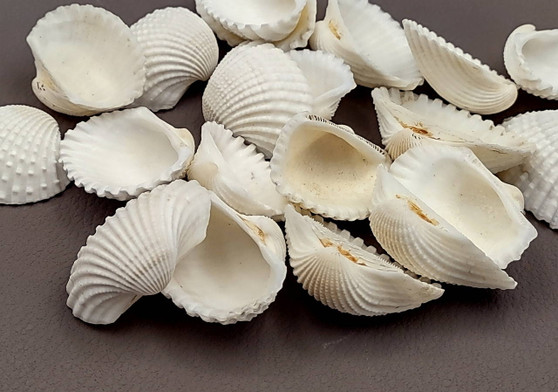White Ark Clam Seashells Tegillarca Granosa (approx. 20+ shells 1 ...
