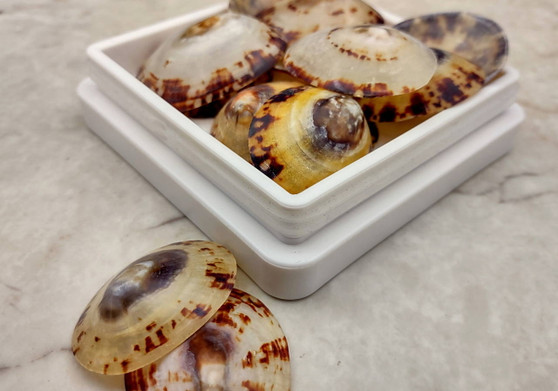 Oval Limpet Seashells Cellana Testudinaria (2 shells approx. 1.5-2 ...