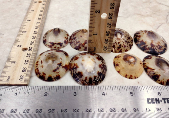 Oval Limpet Seashells Cellana Testudinaria (2 shells approx. 1.5-2 ...