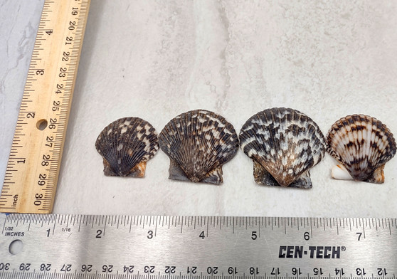 Calico Scallop Seashell Black Brown White Pecten Argopecten Gibbus (20 ...