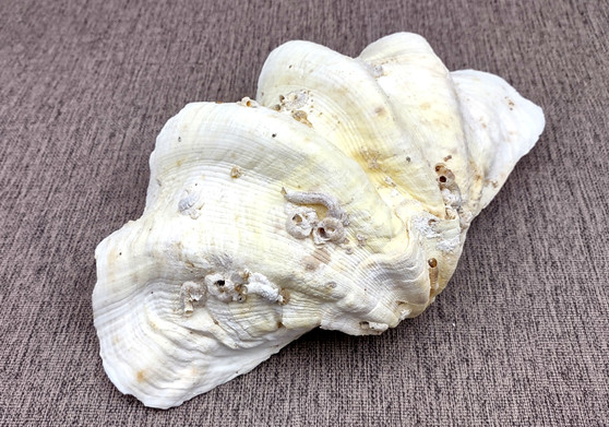 Ruffle Clam Seashell Half Tridacna Squamosa (1 shell approx. 10+ inches ...